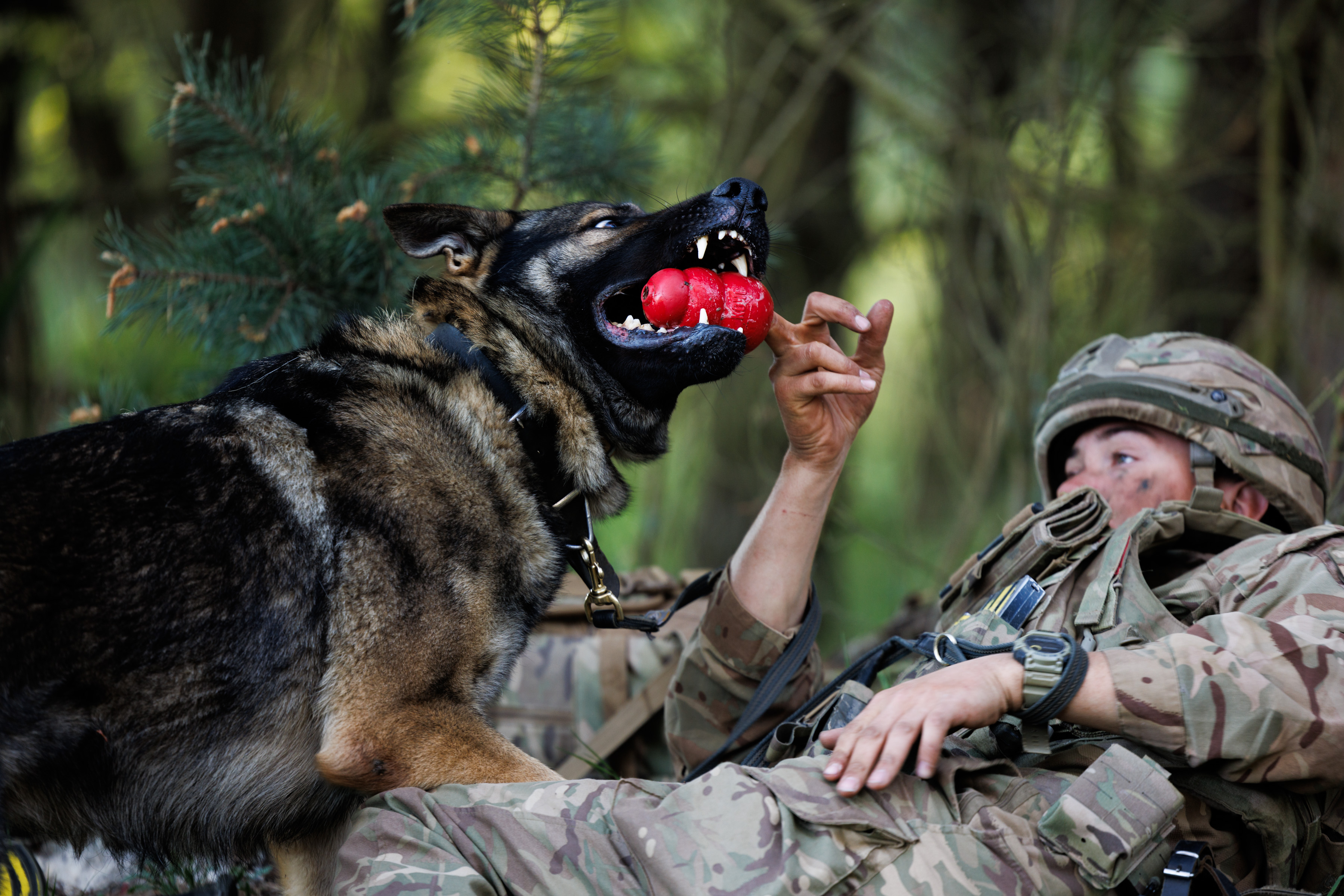 Military Working Dogs take flight - The British Army