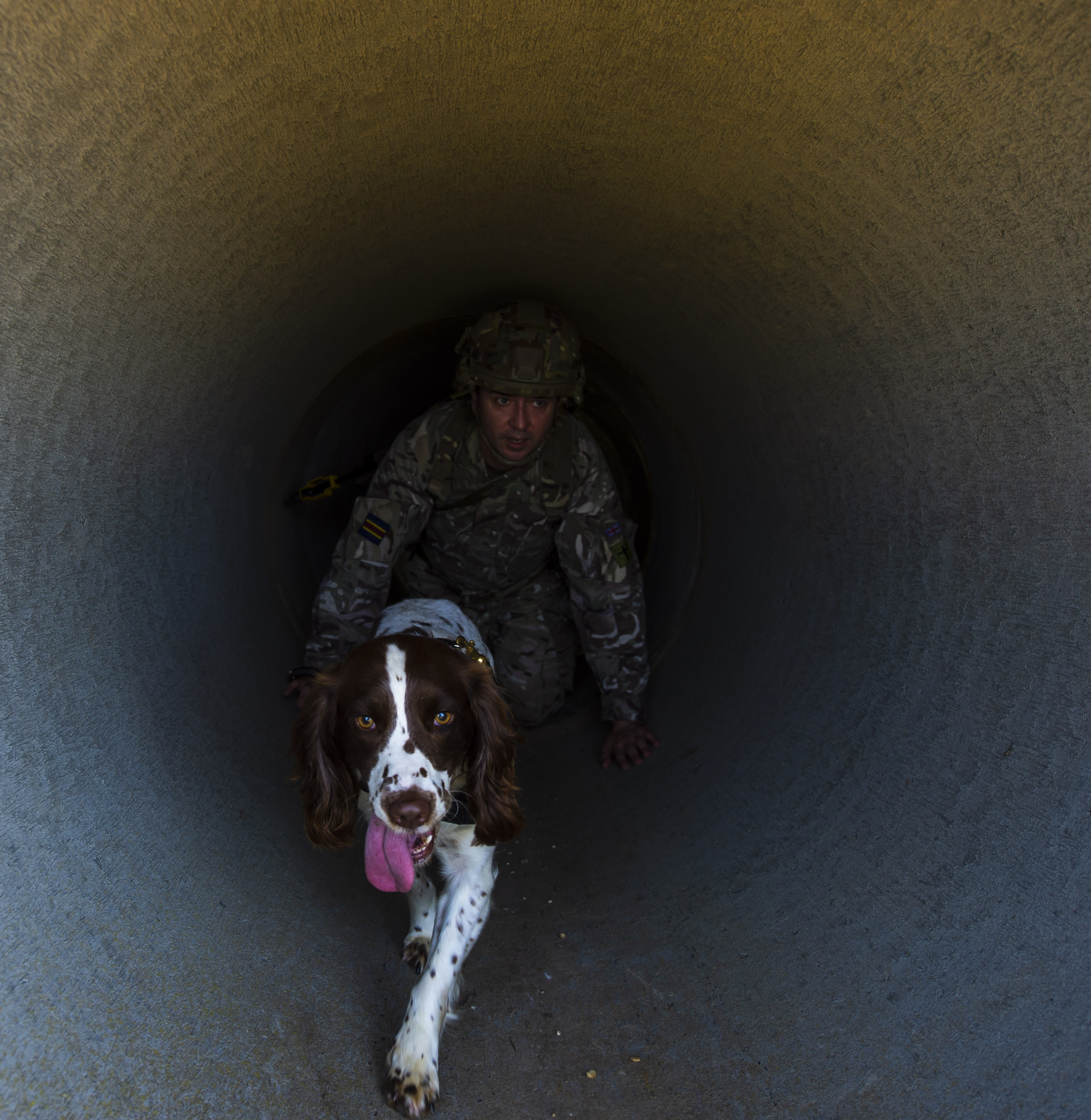 1st Military Working Dog Regiment | The British Army