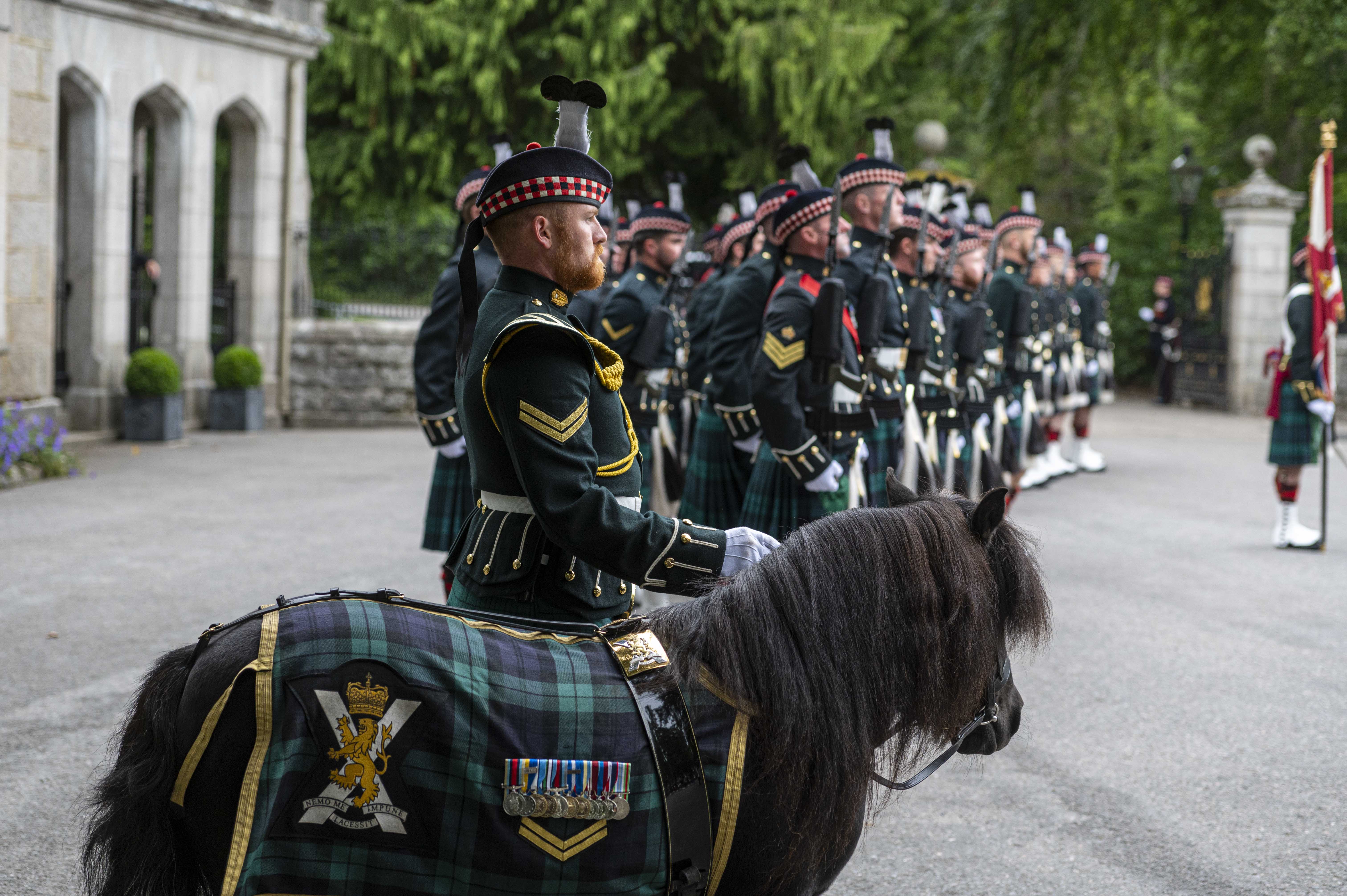 Cruachan, the beloved but cheeky Army mascot | The British Army