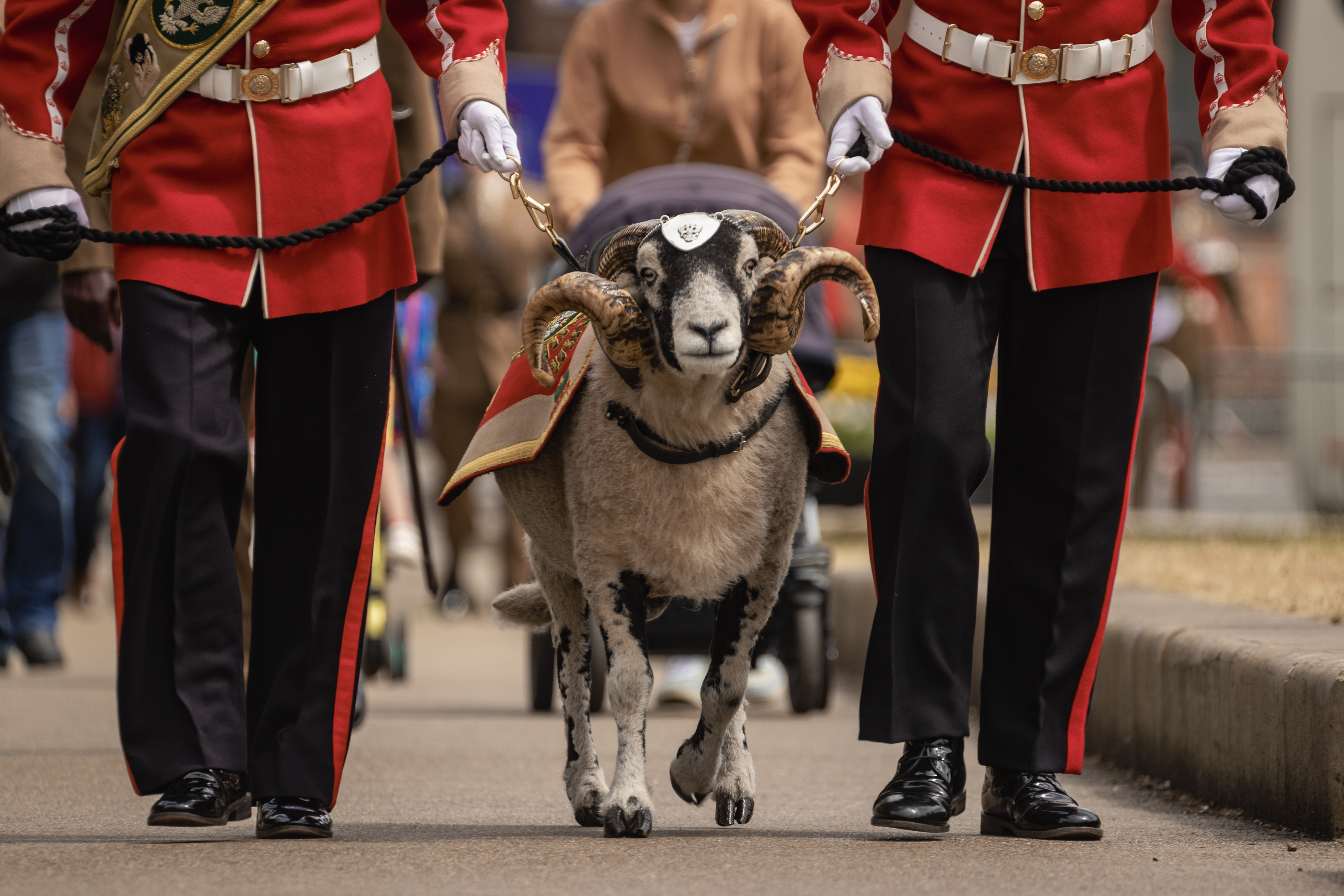 The Mercian Regiment | The British Army